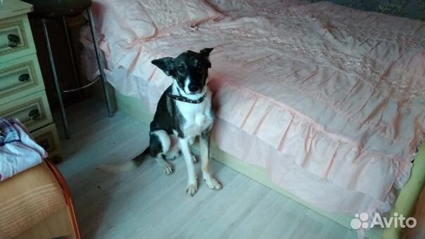 Песик Шарик