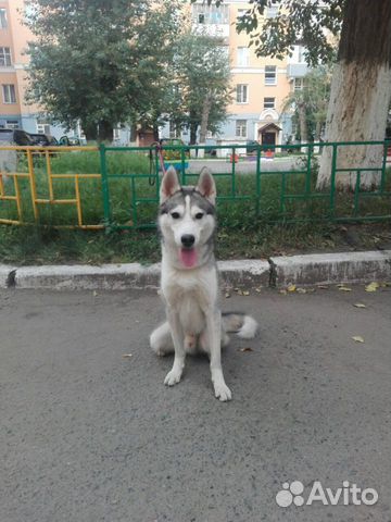 Отдам собаку даром