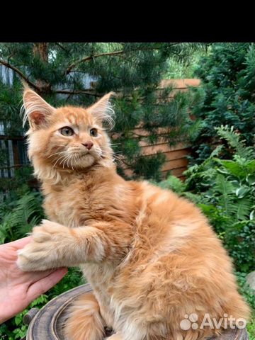 Эксклюзивный полидакт мейн кун