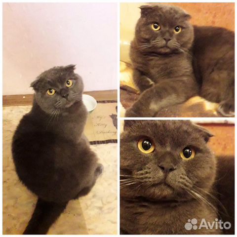 Добрый и хороший котик (Фима)