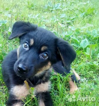 Хьюго, щенок, 4 мес