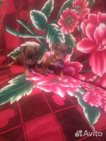 Щенок мини той-терьера