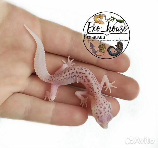 Пятнистые эублефары, малыши интересных морф