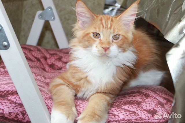 Котики мейнкун