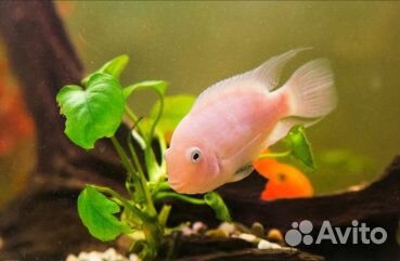Цихлиды Фламинго взрослые