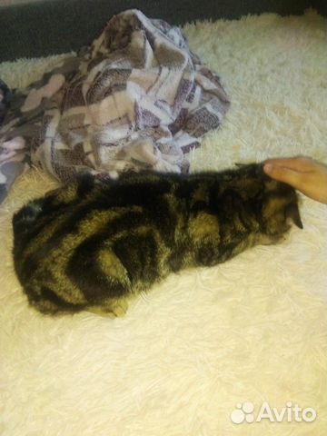 Кошечка шатланка