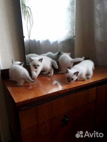 Сиамские котята