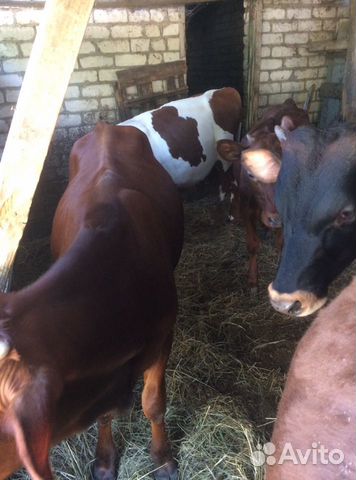 Продам бычков 6 мес