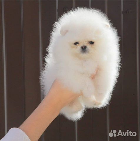 Померанский Шпиц Мишки Милашки