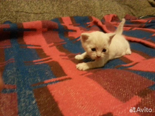 Котёнок в добрые ручки