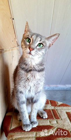 Кошка ищет дом