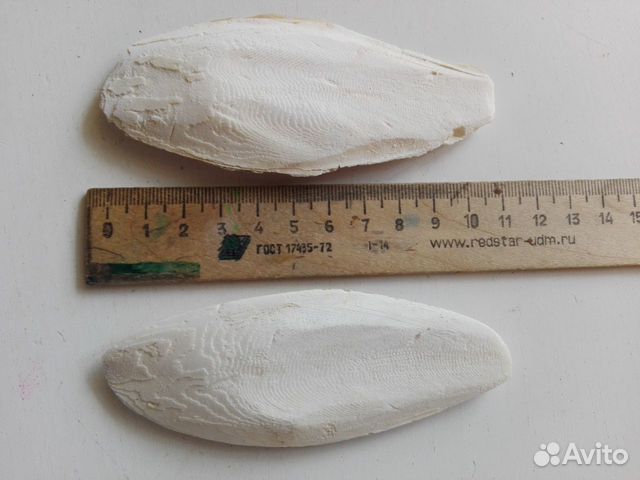 Улитки Сепия для улиток