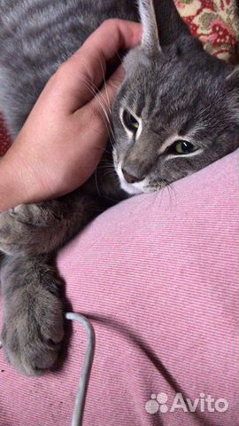 Котёнок Грэй