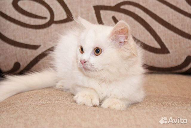 Котенок классический перс