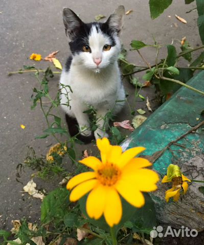 Ласковый котенок, подкинули