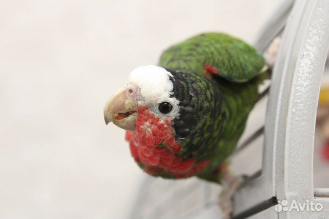 Говорящий амазон