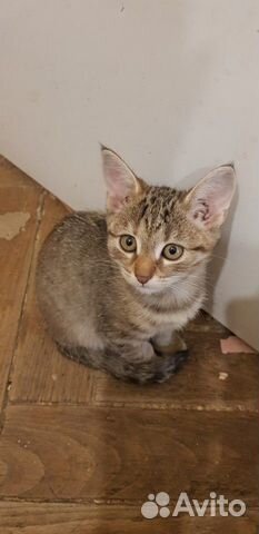 Котята домашние