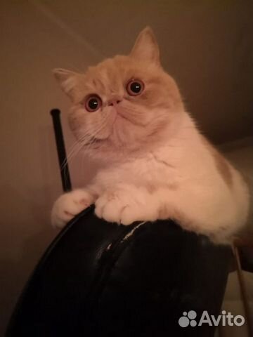 Кошка экзот кремово-белая 1.5 года