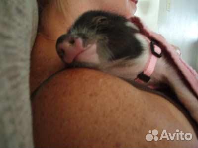 Мини пиги карликовый домашний поросенок минипиги