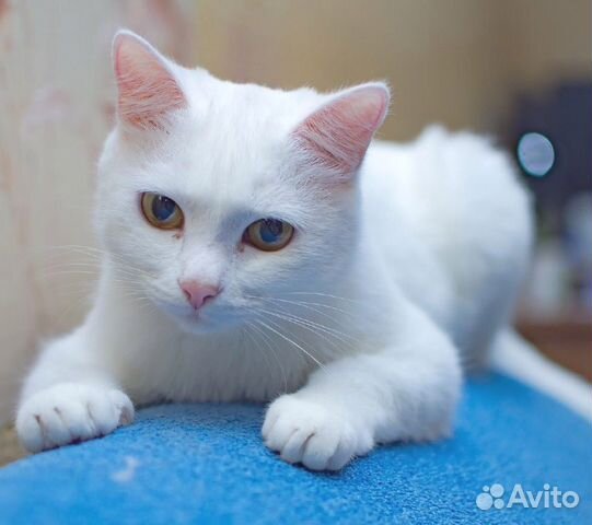 Белая кошечка Снежинка 1 год. ищет семью