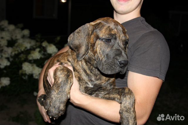 Щенки Бурбуля