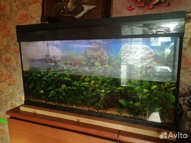 Аквариум с мелкими рыбками и полностью в растениях