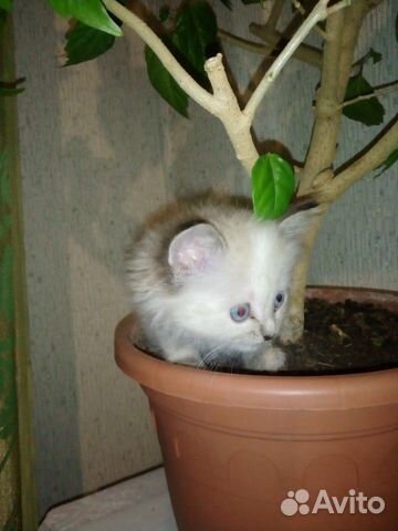 Котенок в добрые руки
