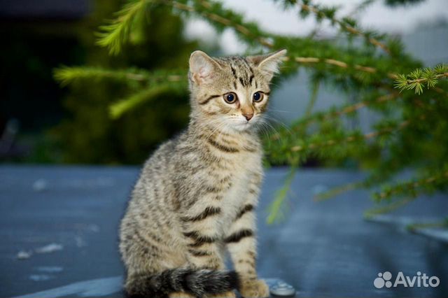 Отдам в добрые руки котёнка