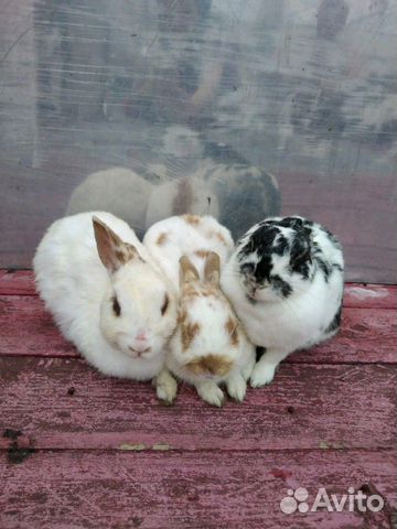 Кролики домашние
