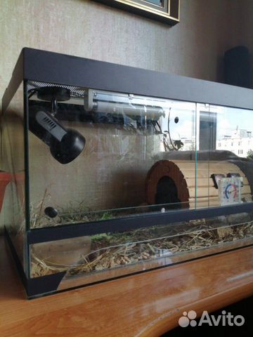 Терариум с черепахой