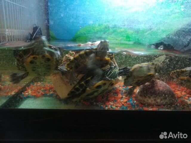 Красноухие водные черепахи