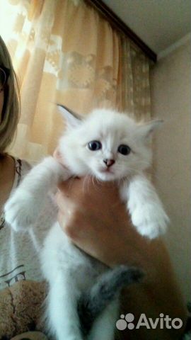 Продам котёнка невская маскарадная