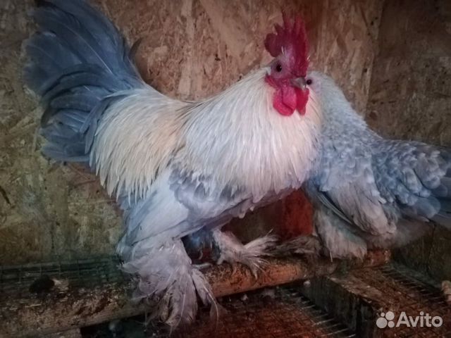 Инкубационное яйцо