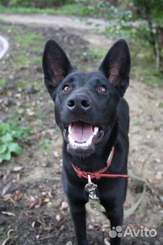 Классная собака в добрые руки