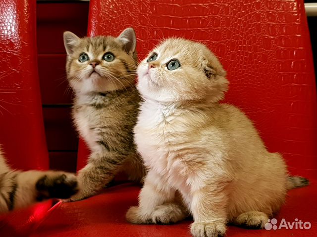 Шотландские очаровашки. Вязка с Чемпионом