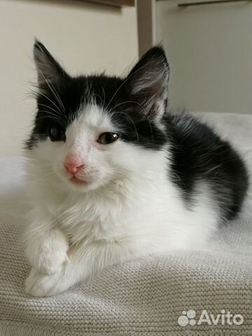 Черно-белый милый котенок в добрые руки