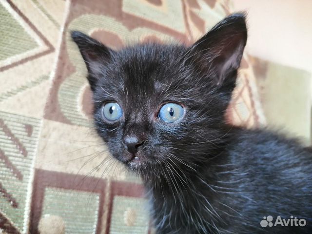 Чёрный котик, богатка и рыжуля