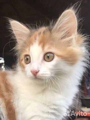 Котенок 3 мес
