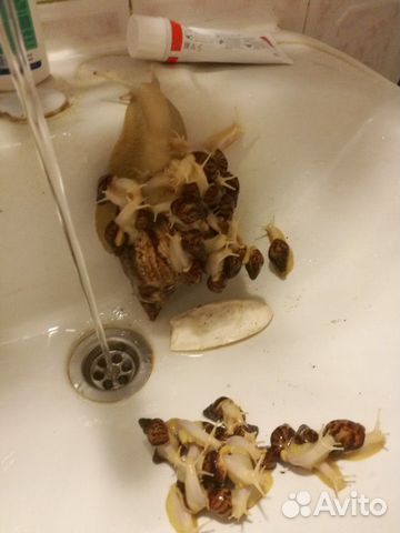 Улитка Ахатина примерно 2 месяца