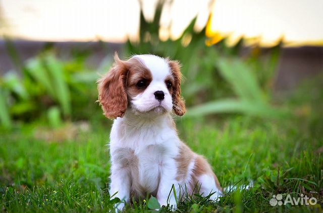 Красавица Мадмуазель