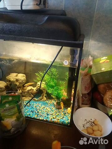 Рыбки аквариумные