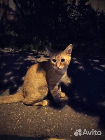 Рыжий Котенок, 4 мес