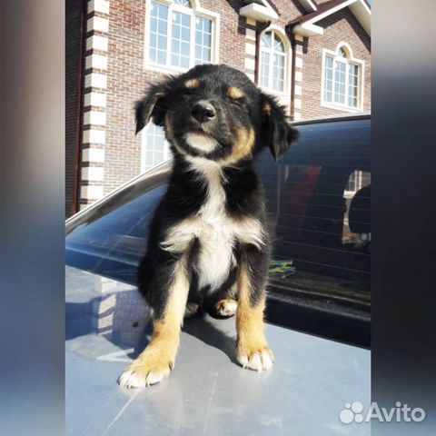 Щенки Высший Класс