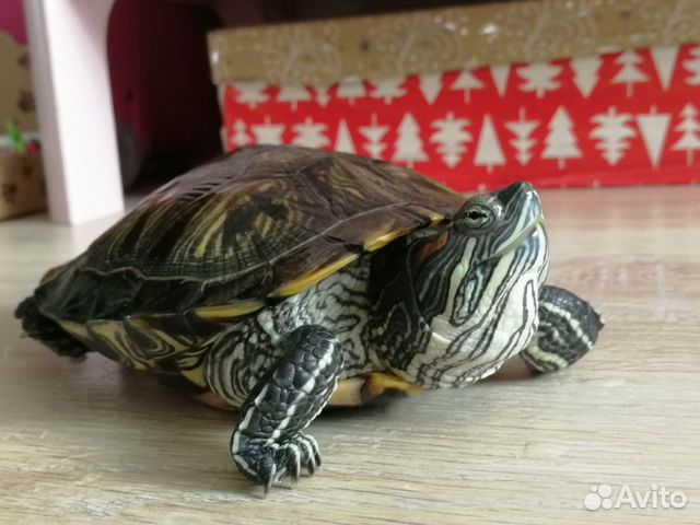 Черепаха красноухоя