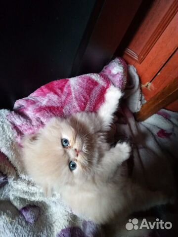 Персидские крошки