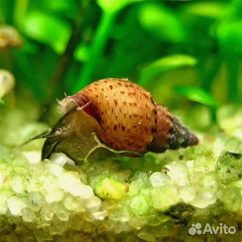 Улитка "Мелания Гранифера"