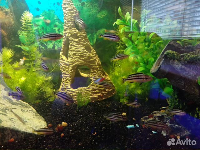 Цихлиды Ауратусы мальки