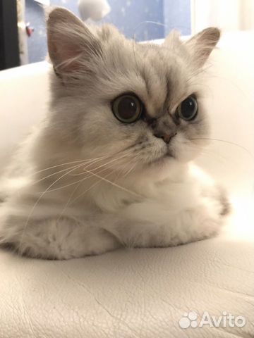 Красивая кошечка, но нужно время для адаптации