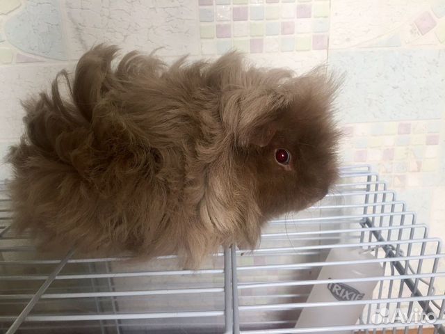 Морская свинка Лункария девочка