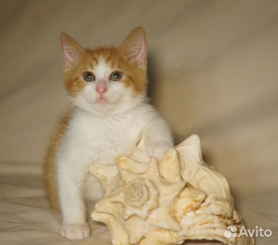 Котенок рыжик мальчик 1,5 месяца